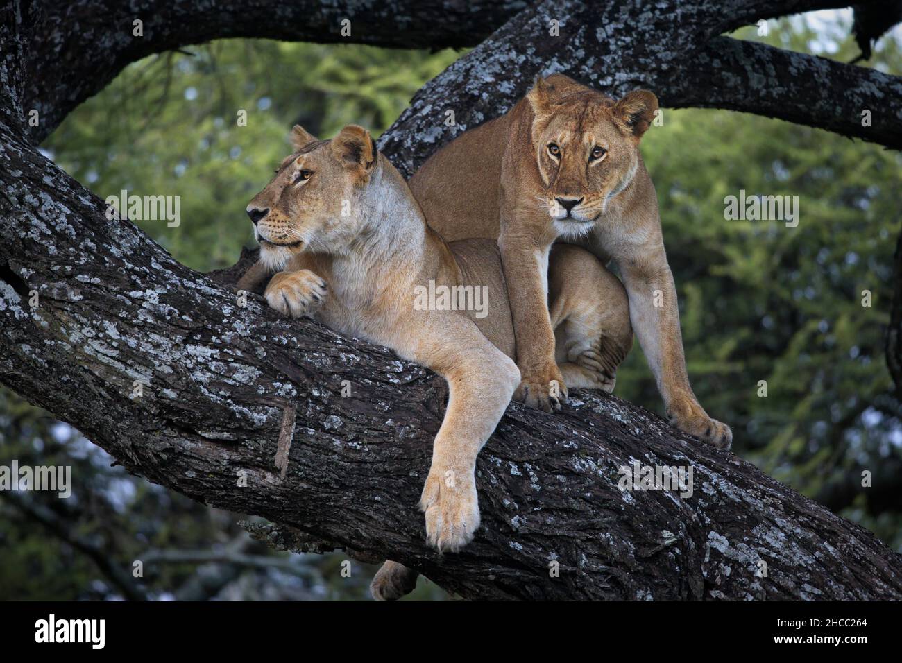Maneless lions hi-res stock photography and images - Alamy