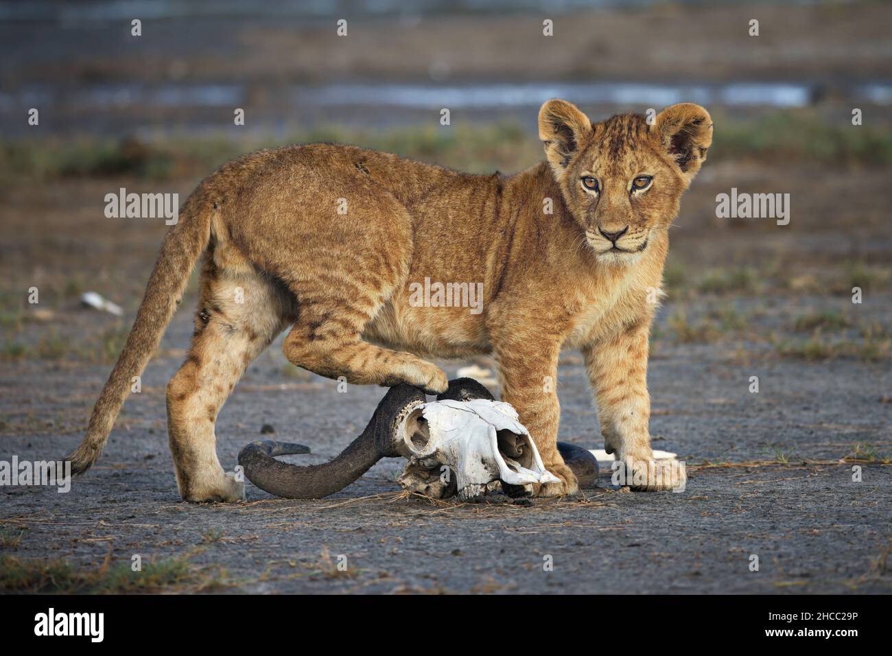 Skull of a lion hi-res stock photography and images - Alamy