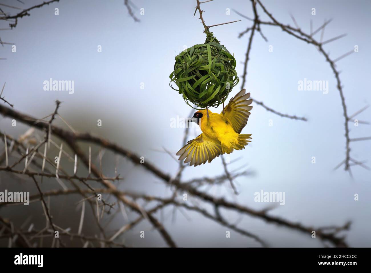 Yellow weaver bird flying in a forest in Tanzania Stock Photo - Alamy