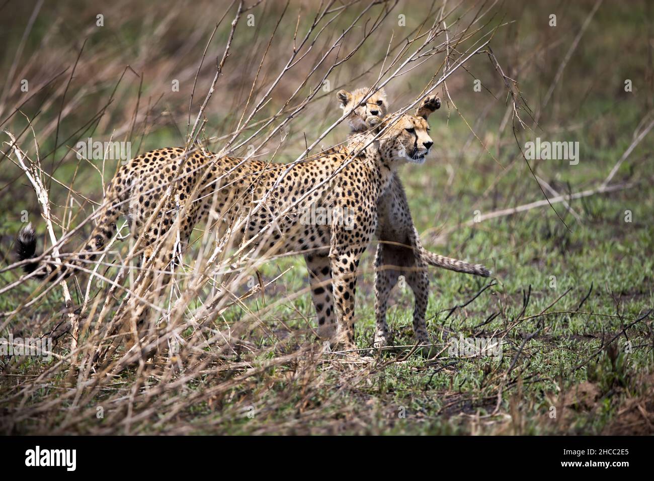 Cheetah baby mother hi-res stock photography and images - Alamy