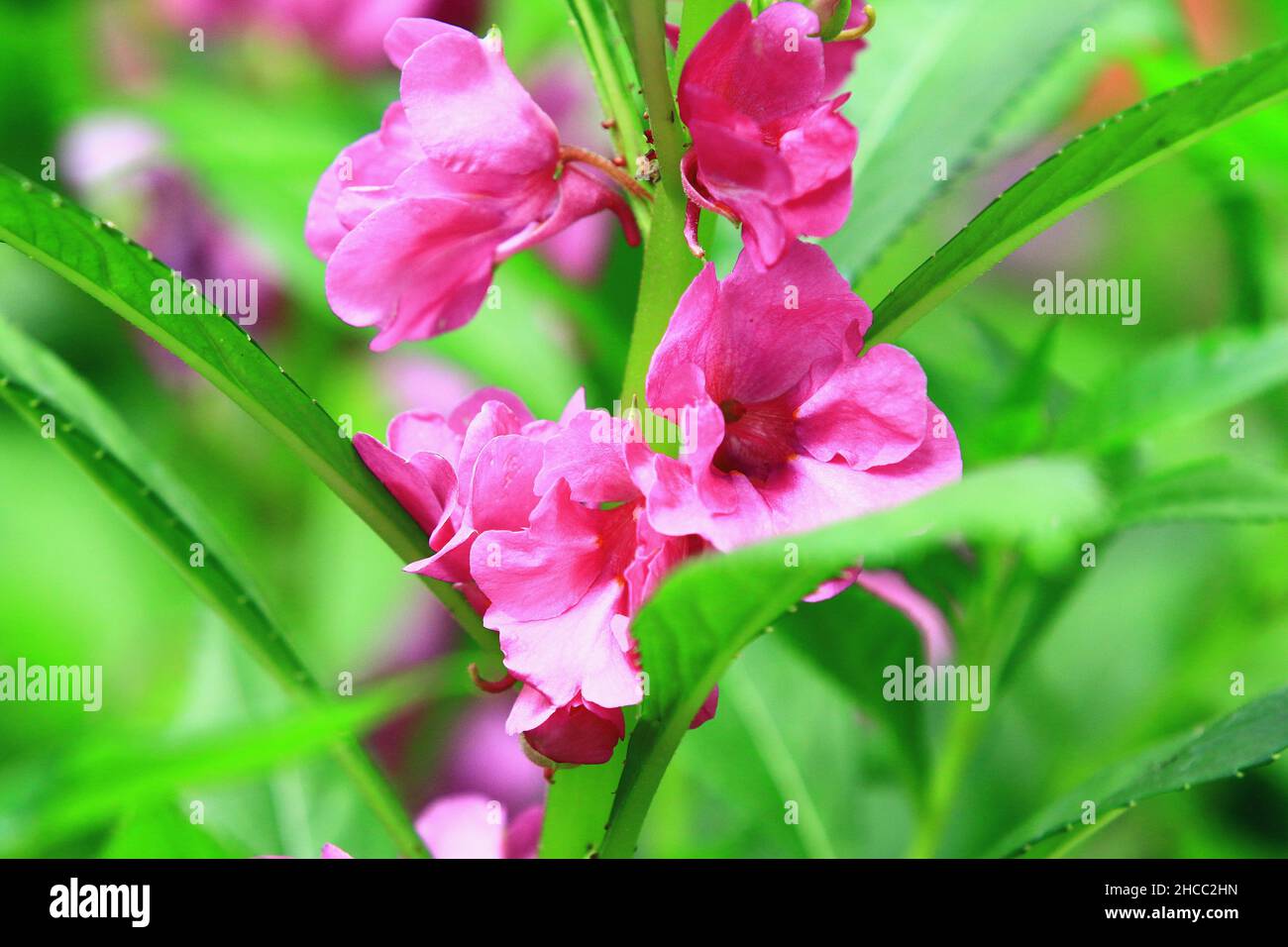 Buzzy lizzy hi-res stock photography and images - Alamy