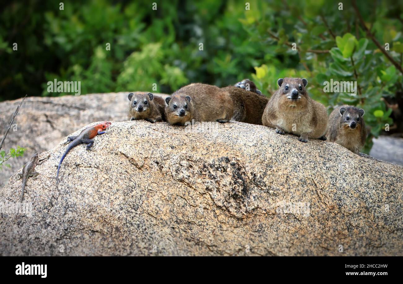 Predator of rock hyrax hi-res stock photography and images - Alamy