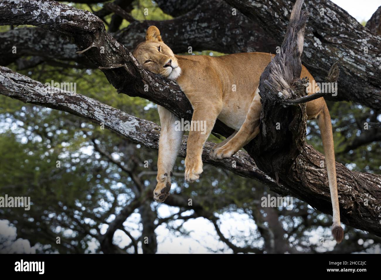 Lion with tree in background hi-res stock photography and images - Alamy