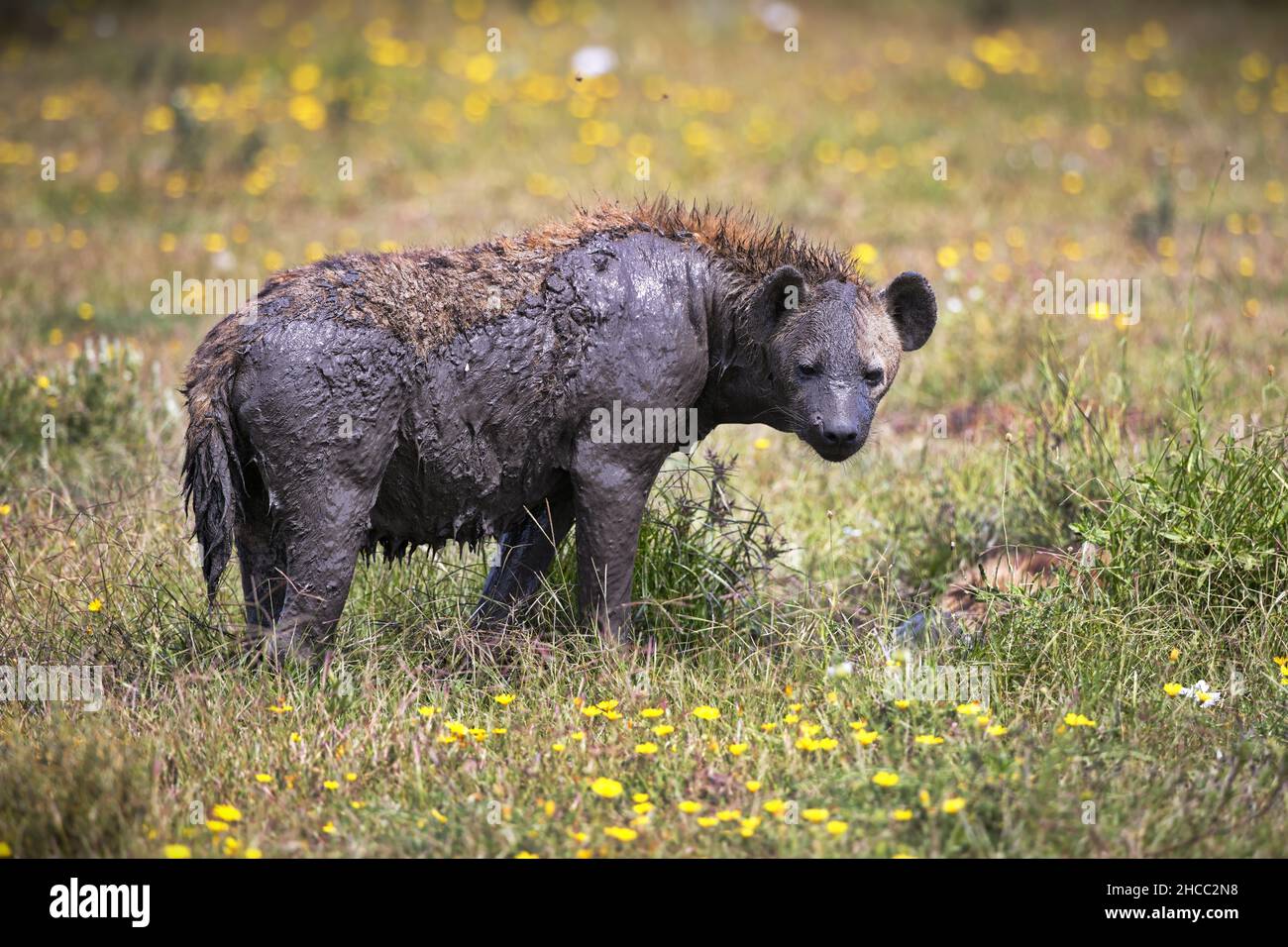 Hyena with damaged skin in Savanna in Tanzania Stock Photo - Alamy