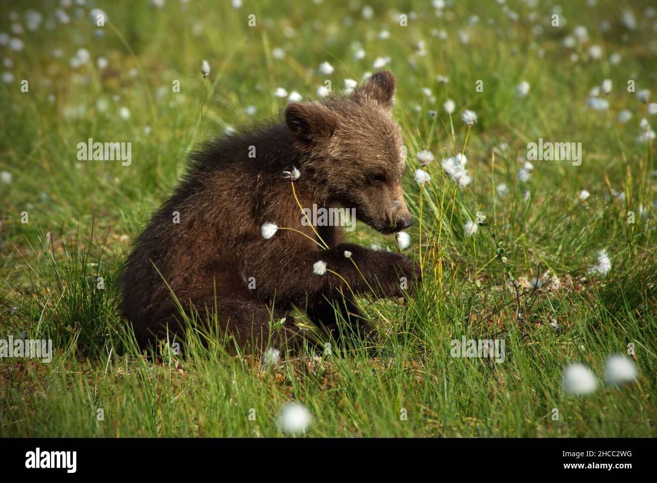 Male brown Grizzly bear on the middle of a field of Eriophorum ...