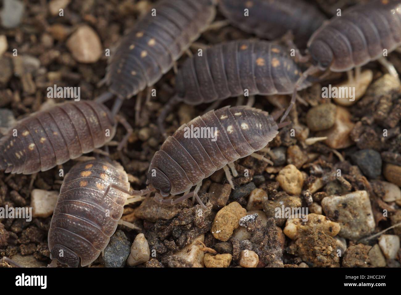 An aggregation of Porcellio ornatus woodlice at Lake Venuela, Andalusia ...