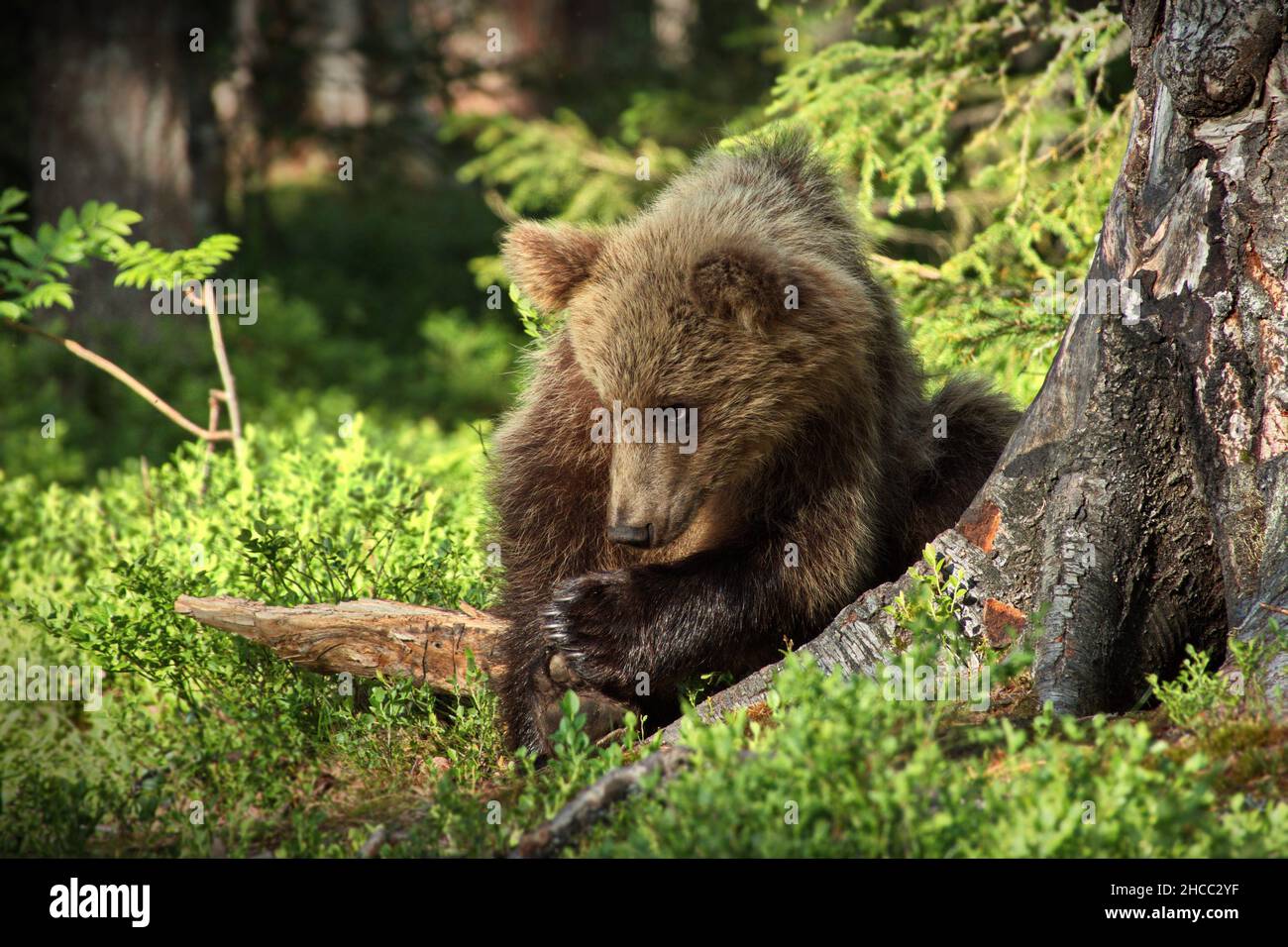 Bear lying in grass hi-res stock photography and images - Alamy