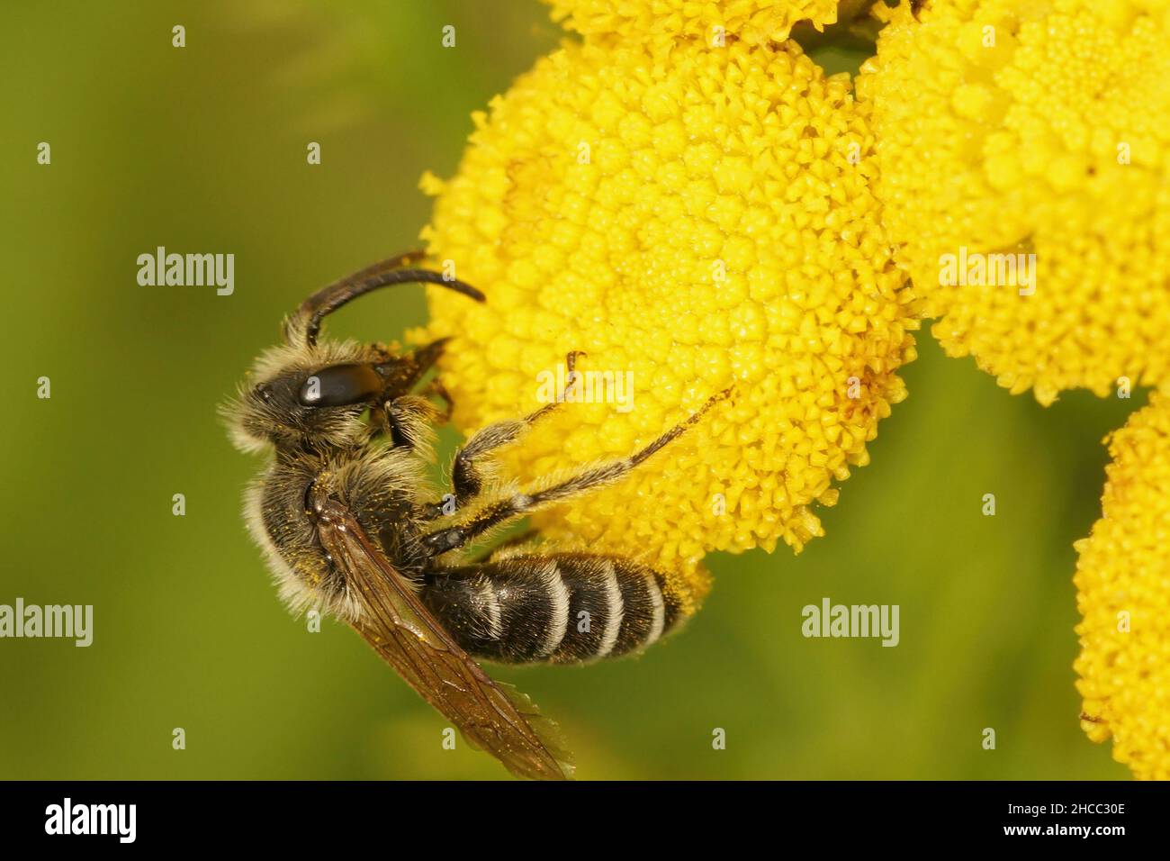 Closeup of a male yellow legged mining bee, Andrena flavipes on Tansy ...