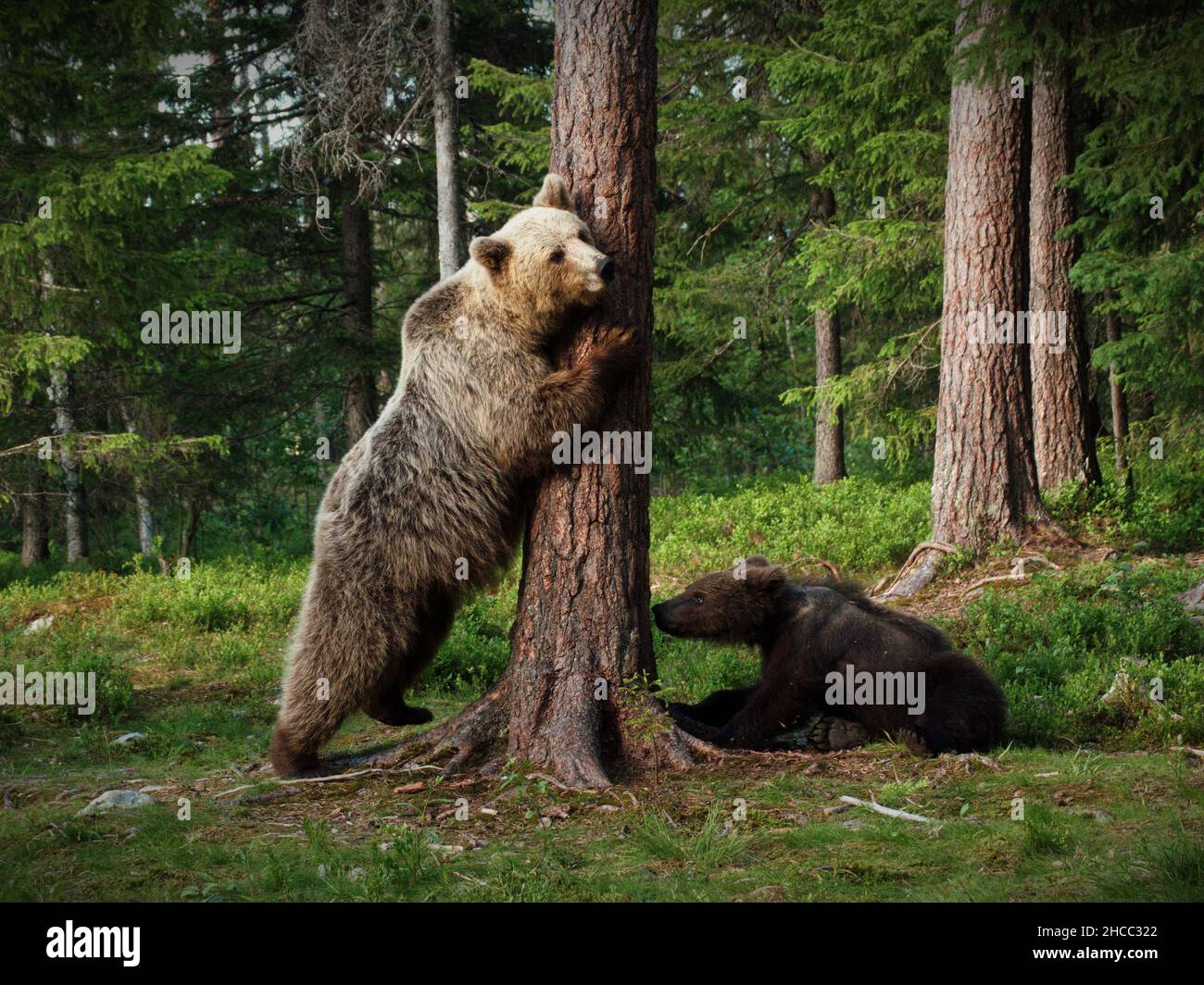 Brown bears in the forest in Finland Stock Photo - Alamy