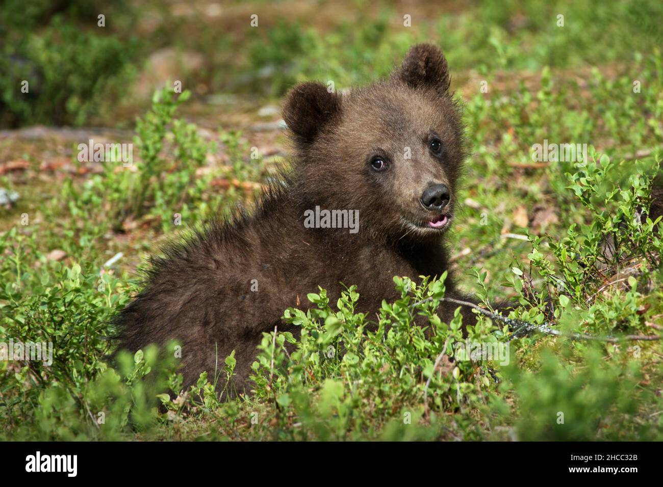 Portrait of a cute small brown bear in a green forest field in Finland ...