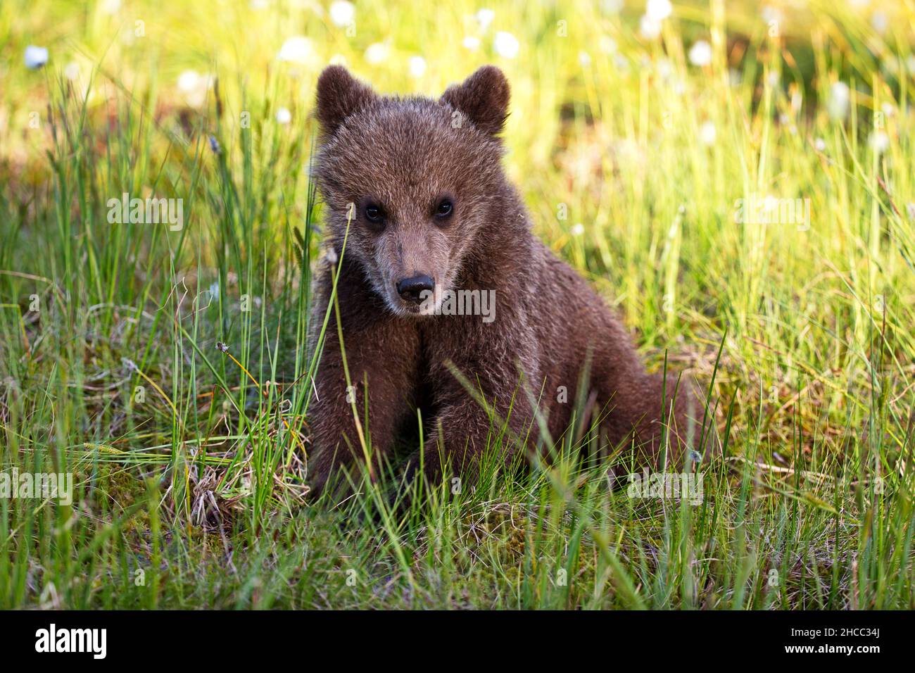 Little brown bear in the forest in Finland Stock Photo - Alamy