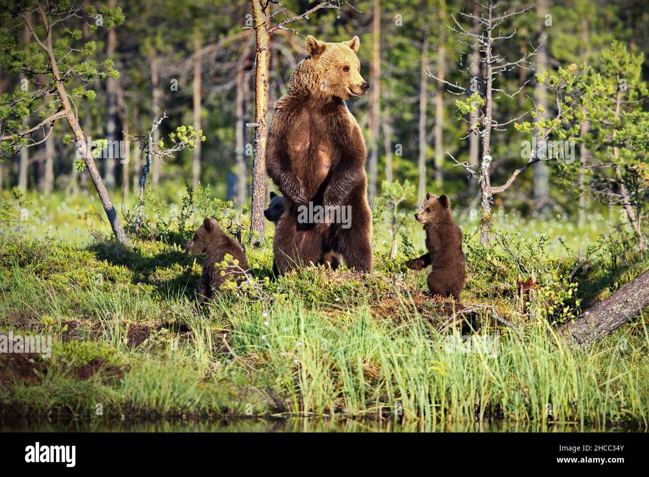 A green forest with grizzly bears and cubs in Finland during daylight ...