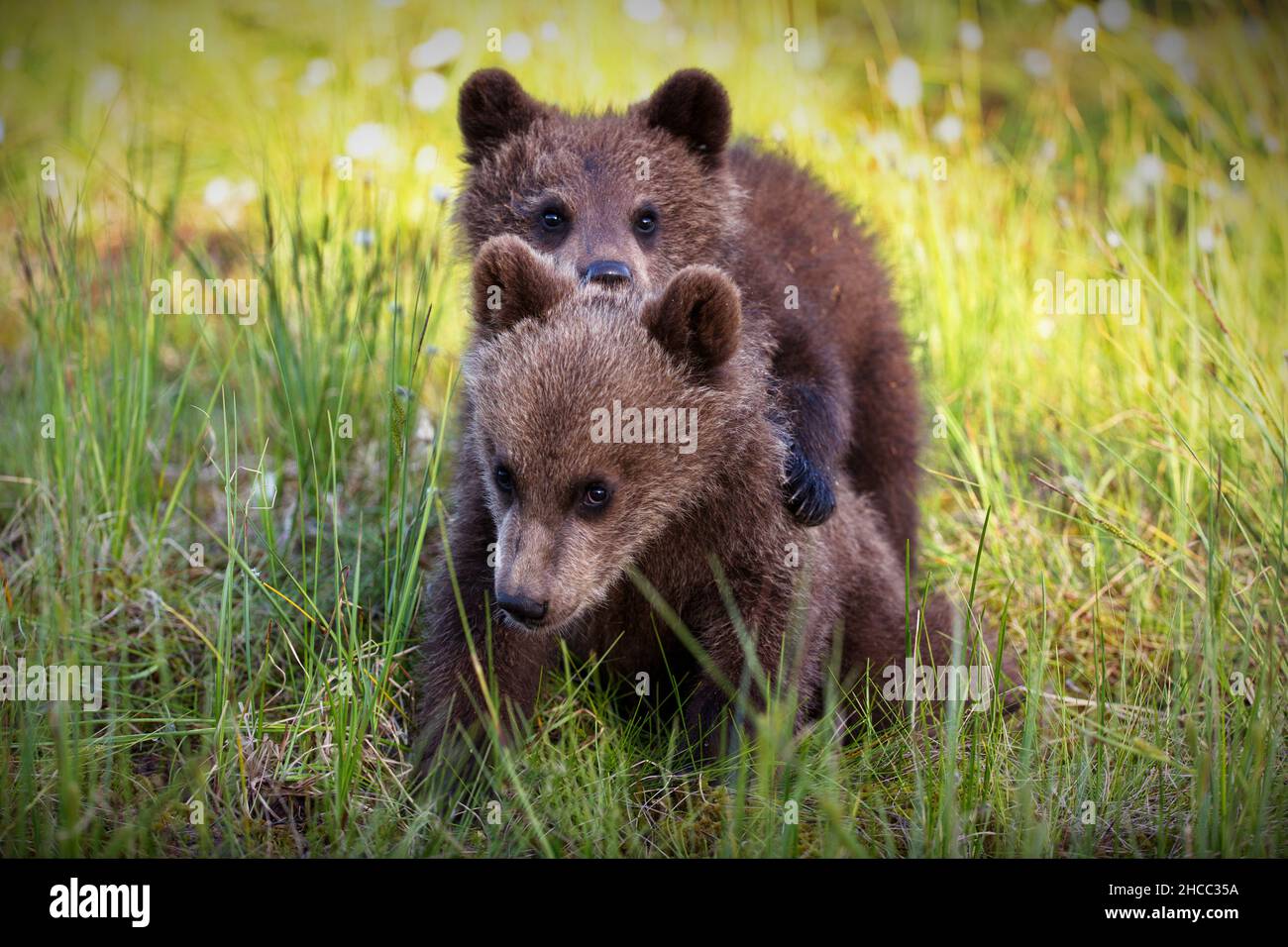 Cute Baby Brown Bear Cubs