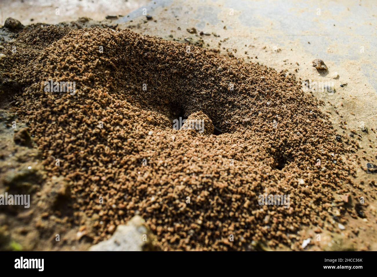 Ant hills made by ants borrowing holes in mud sand in house lawn garden ...