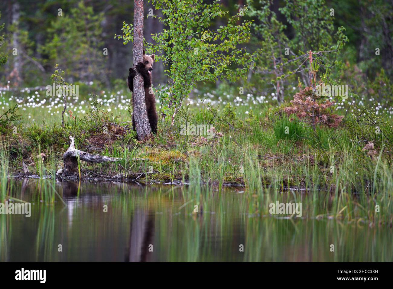 Grizzly bear climbing tree hi-res stock photography and images - Alamy