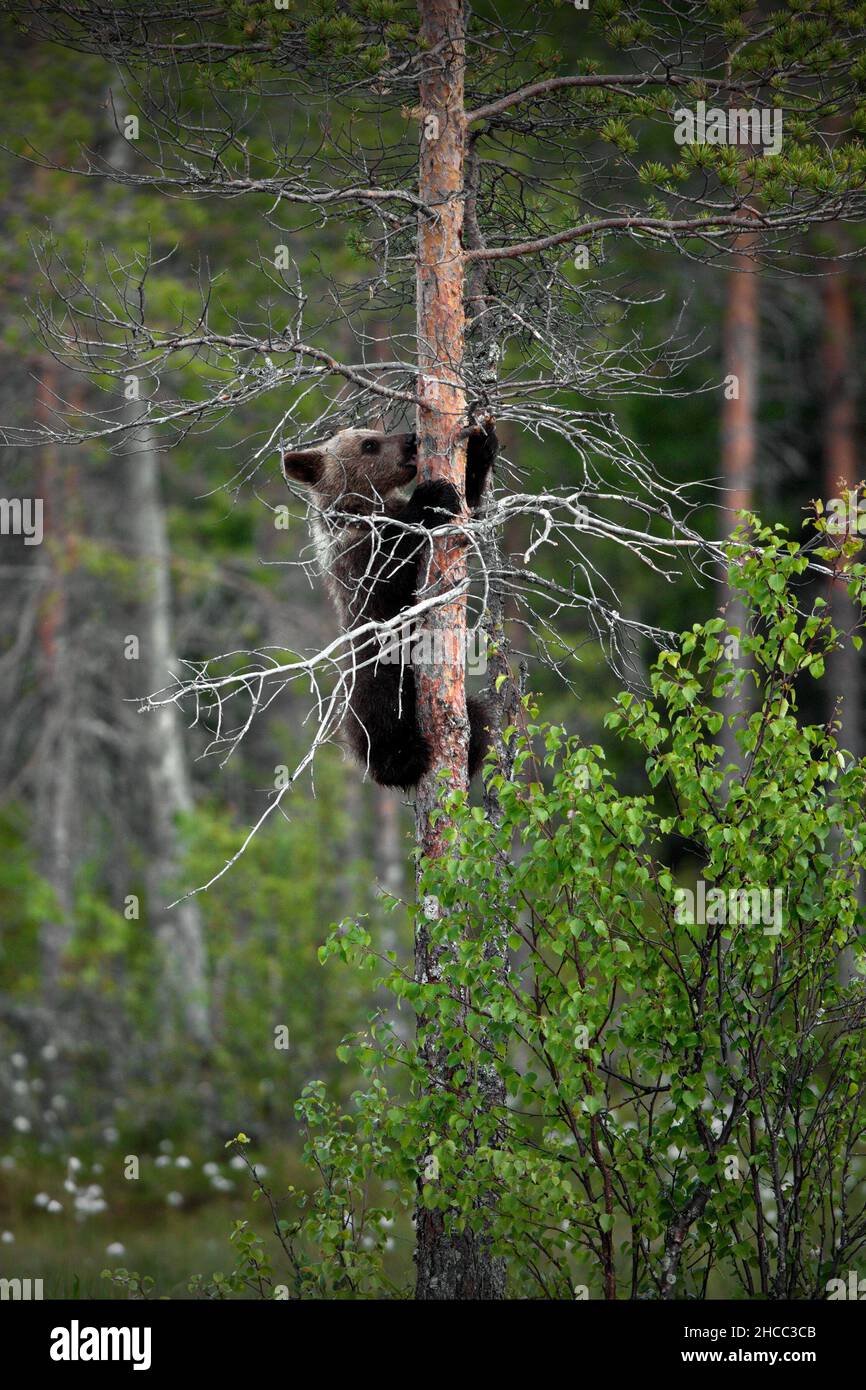 Grizzly bear climbing tree hi-res stock photography and images - Alamy