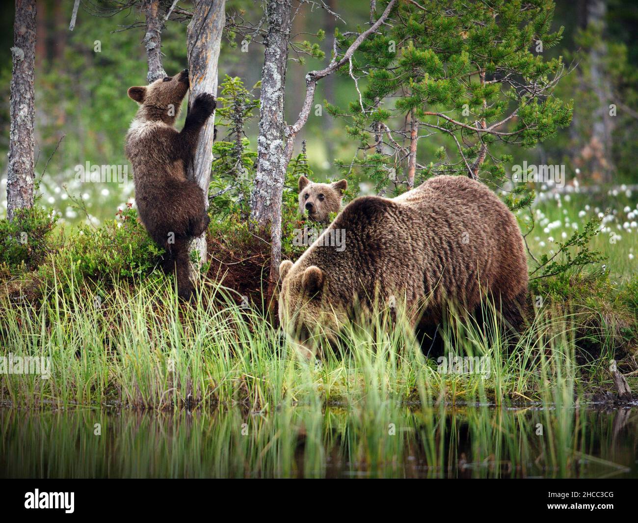 Family of brown bears living near the lake in a forest in F Stock Photo ...