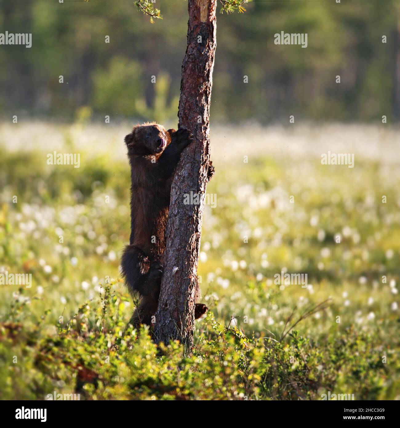 Male baby Wolverine hugging a tree in the forest in Finland Stock Photo ...