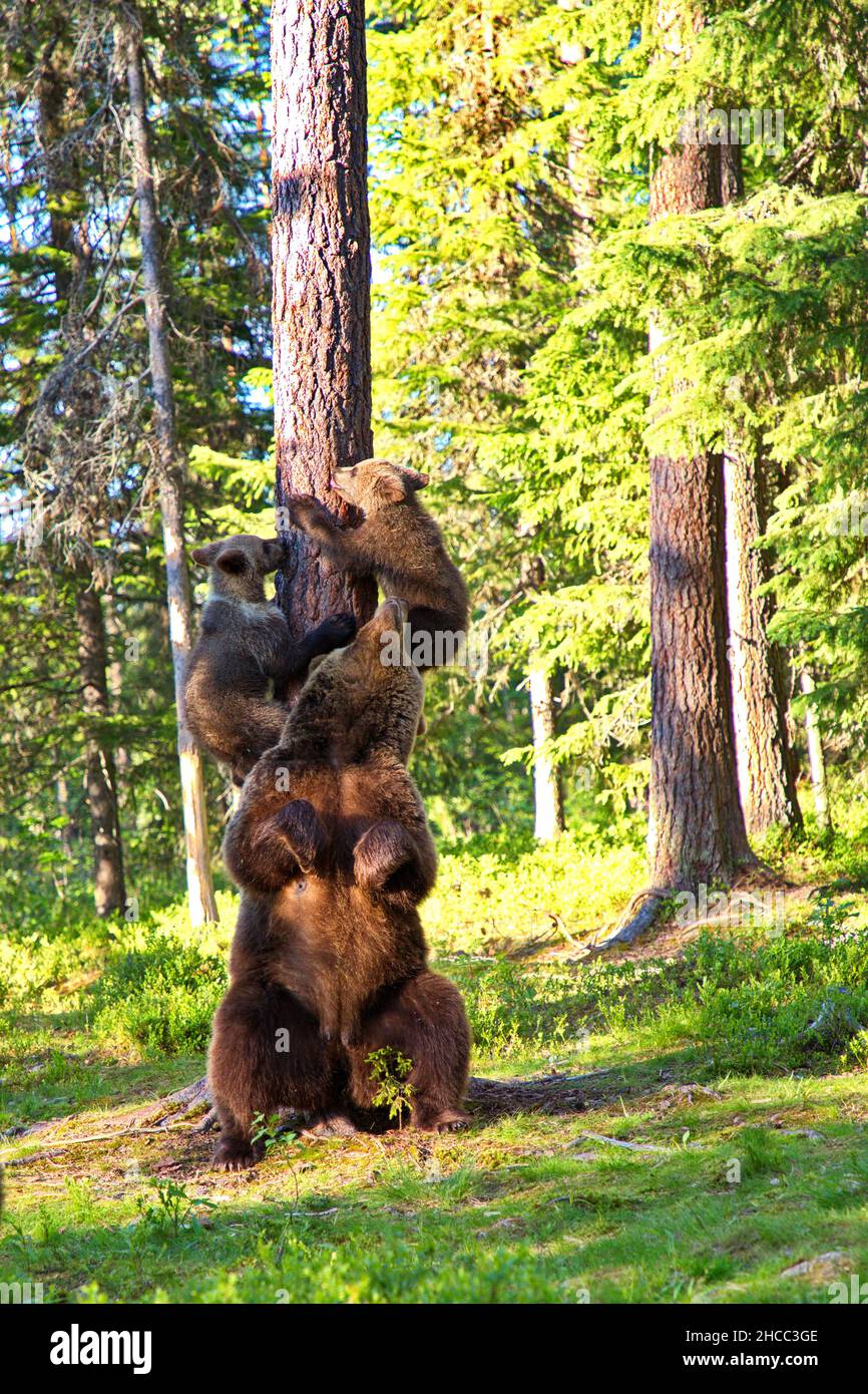Vertical shot of a mother bear teaching her children how to climb a ...