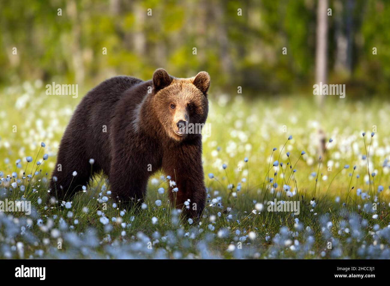 Big bear running in a field covered with white flowers in the forest ...