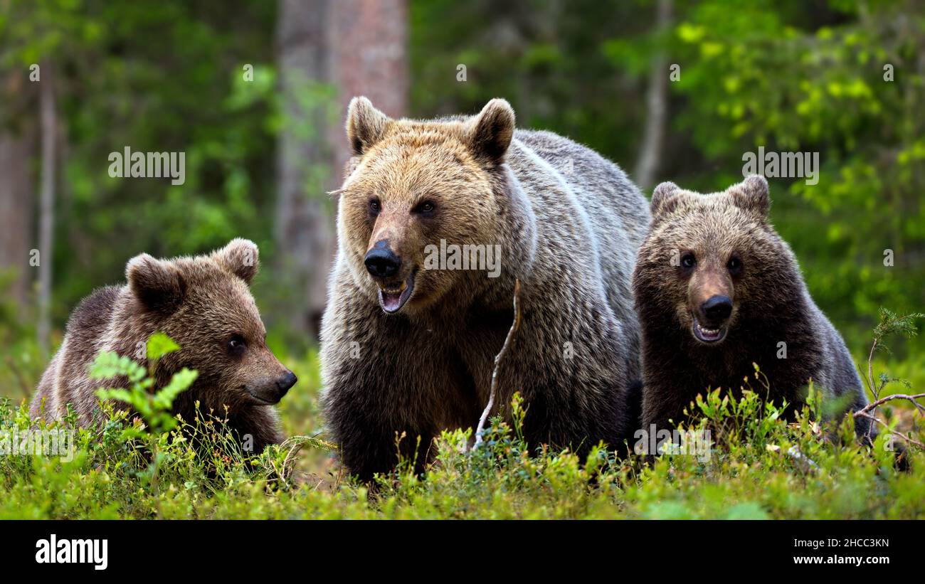 Brown bears in the forest in Finland Stock Photo - Alamy