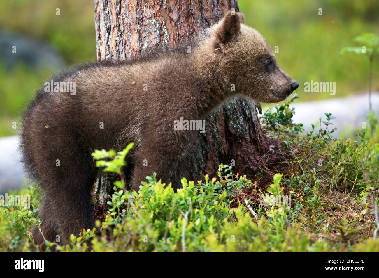 Little brown bear in the forest in Finland Stock Photo - Alamy