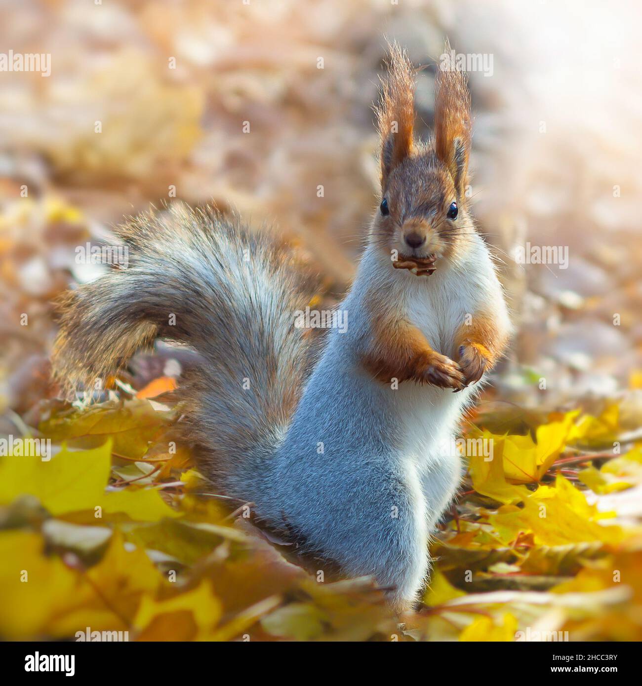 Walnut animal hi-res stock photography and images - Alamy