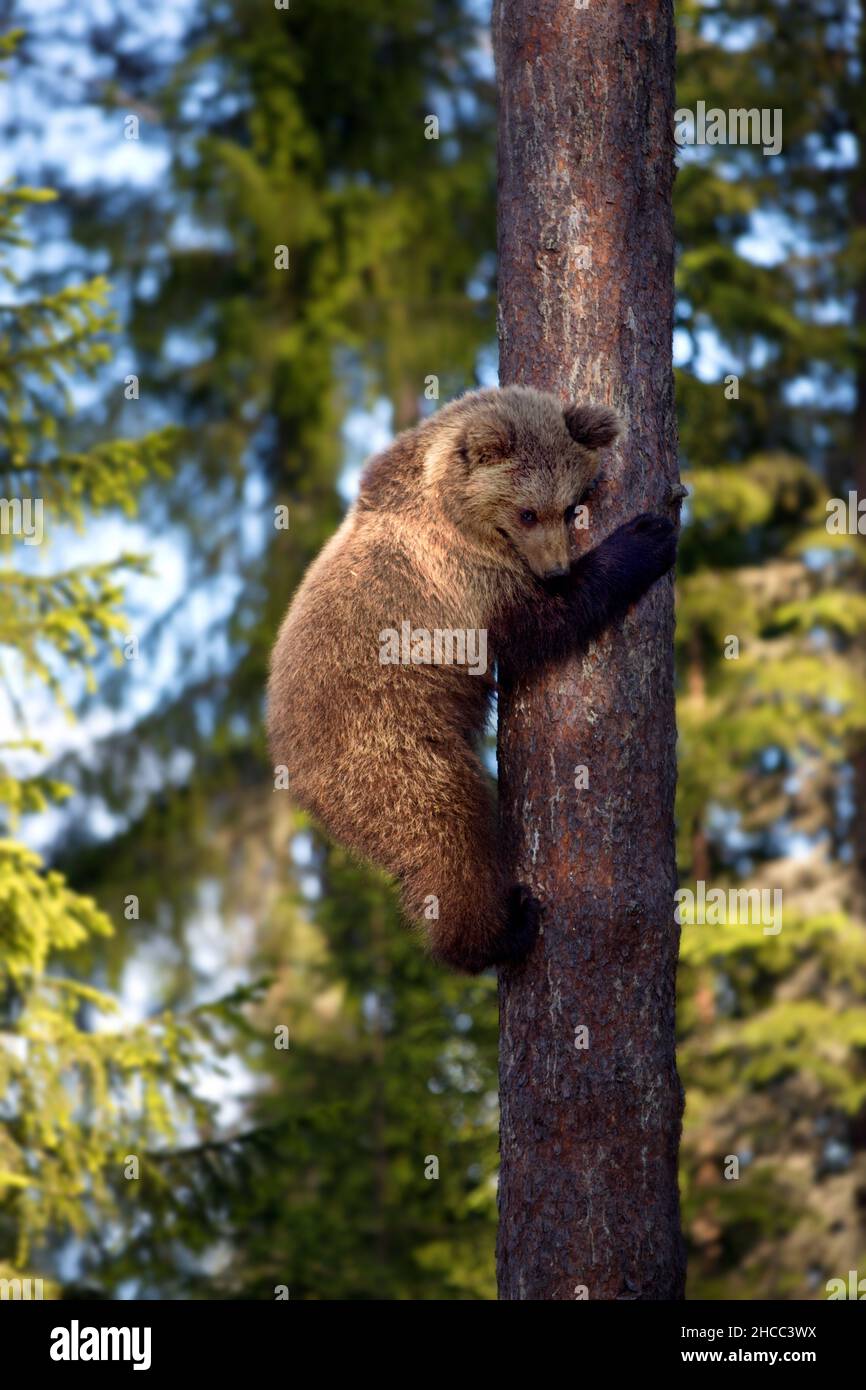 Grizzly bear climbing tree hi-res stock photography and images - Alamy