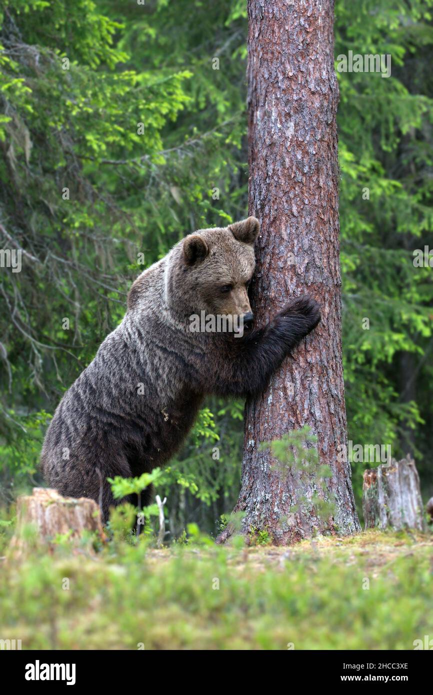 Male brown Grizzly bear on the grass ground hugging a tree in the ...