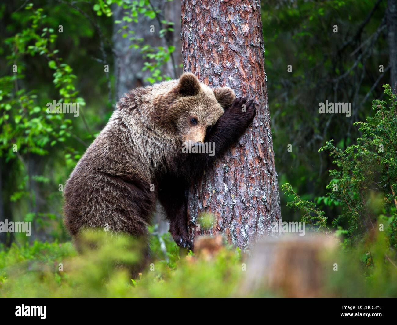Closeup of grizzly bears mating in a forest in the daylight in Finland ...