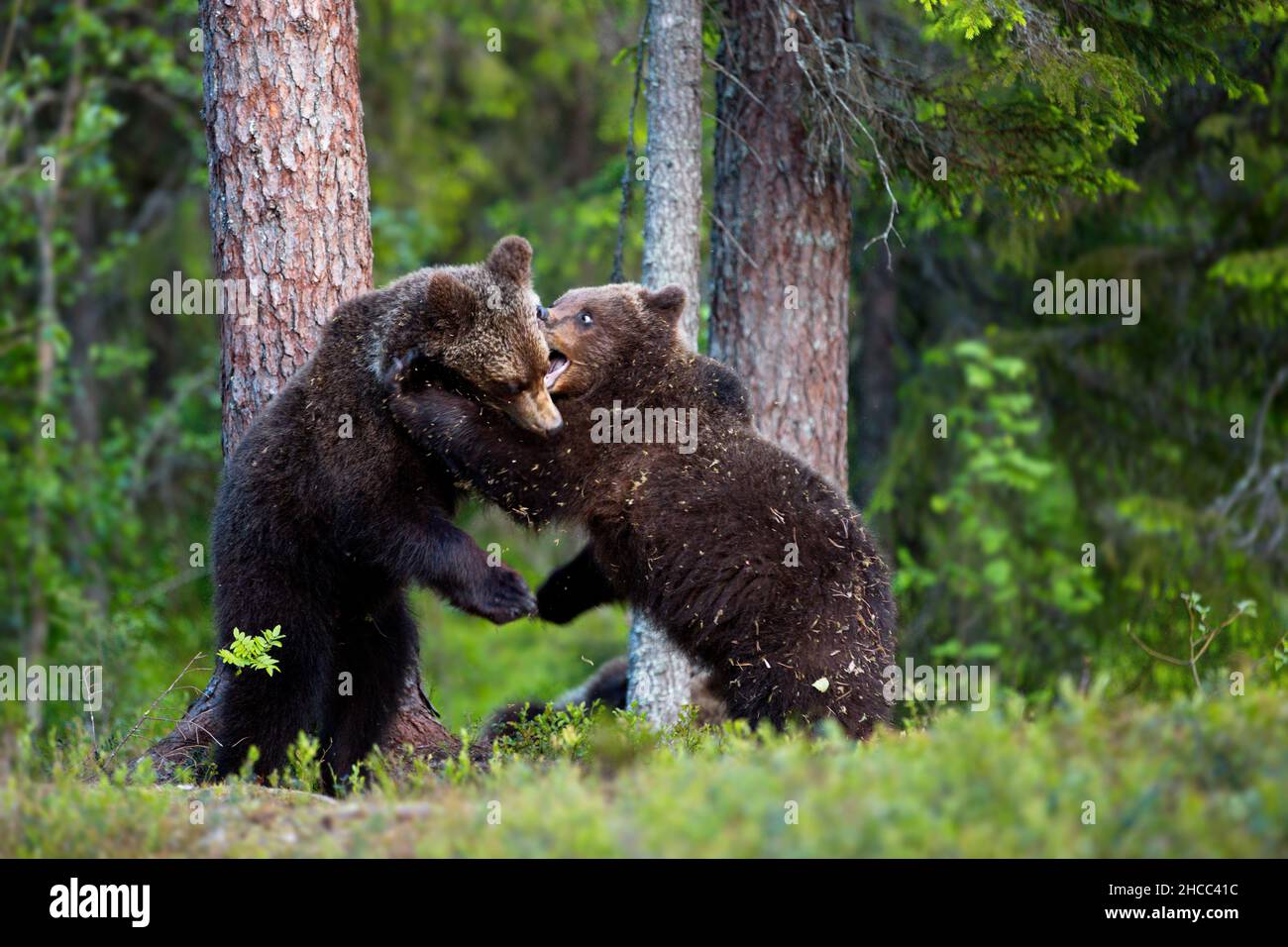 Two Bears Playing