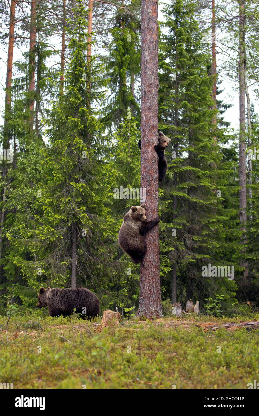 Brown bears in the forest in Finland Stock Photo - Alamy