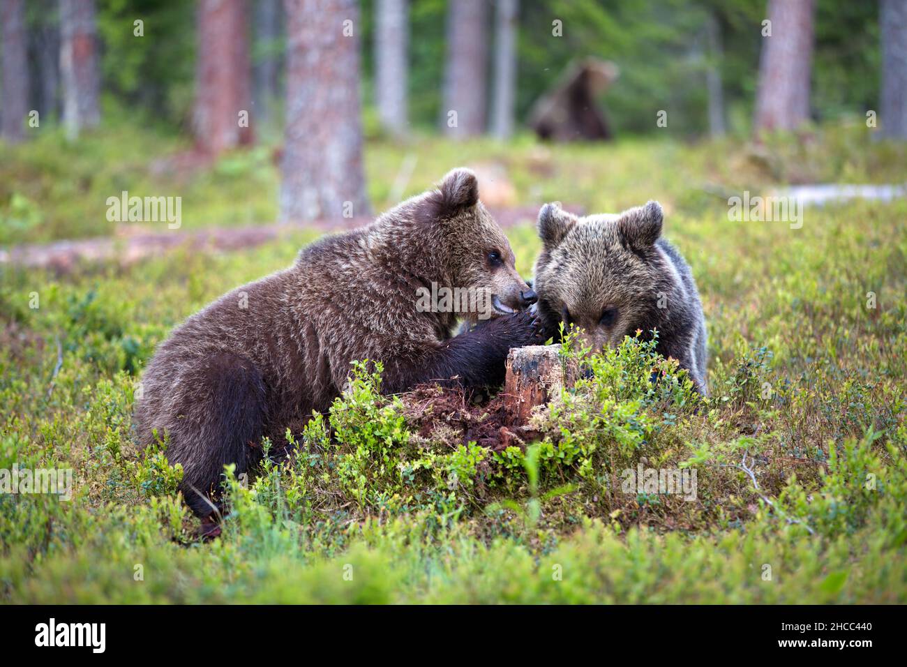 Closeup of grizzly bears mating in a forest in the daylight in Finland ...