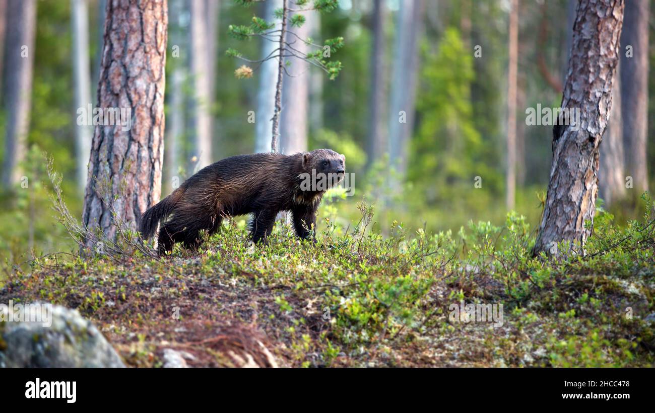 Wolverine in a forest in Finland Stock Photo - Alamy