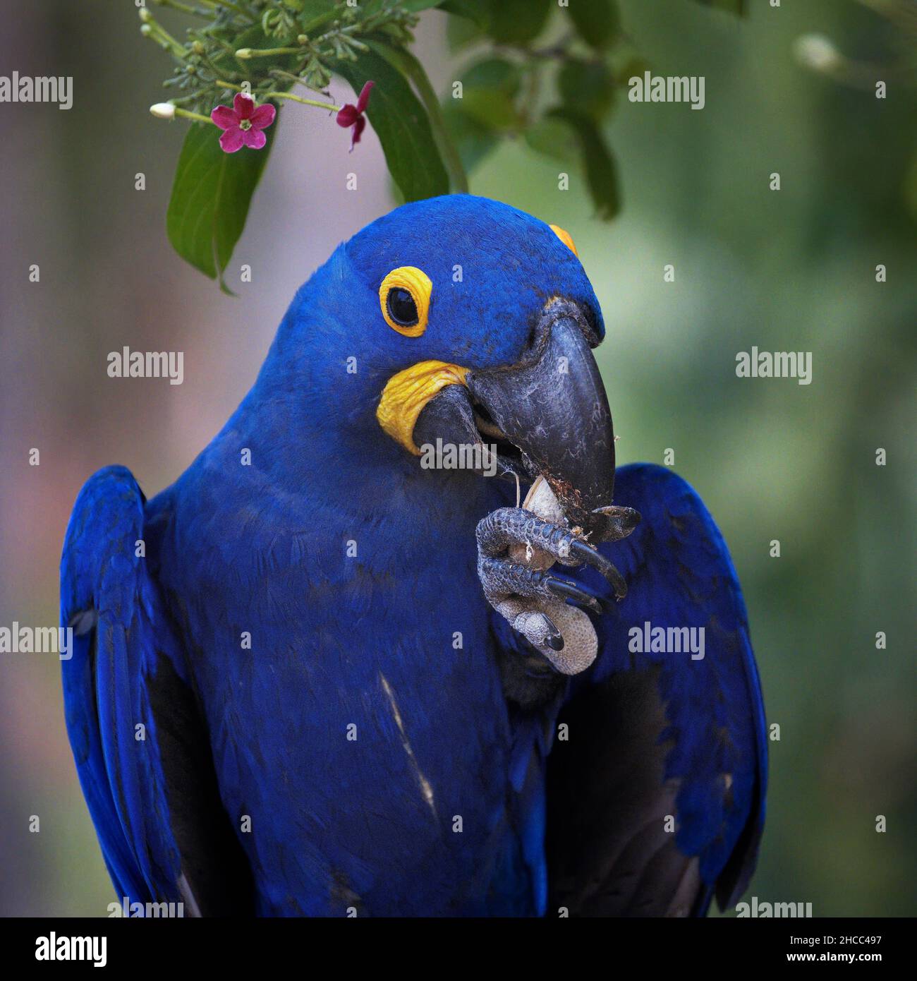 Blue parrot with yellow eyes holds the food in his hand and eats it in ...