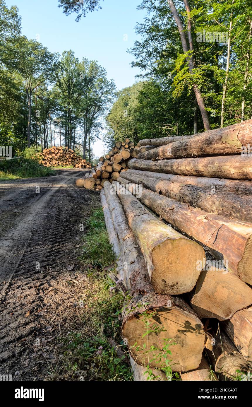 Piles of felled trees at a logging site in a forest, deforestation in ...