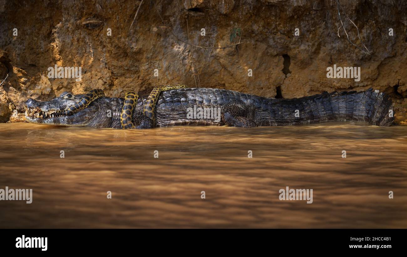 Closeup of an anaconda snake wrapped around an alligator in a pond in ...