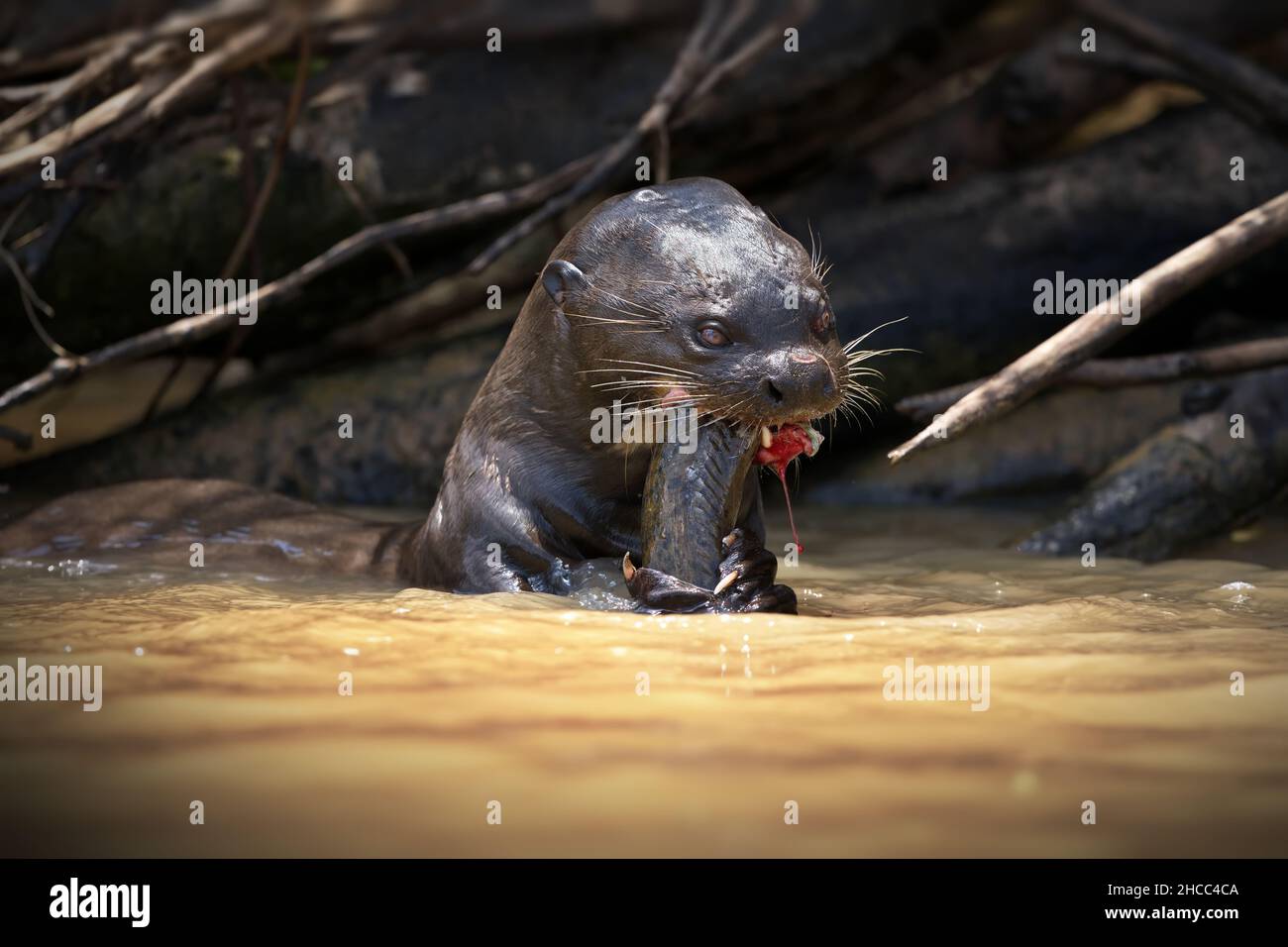 Animals caught in flood water hi-res stock photography and images - Alamy