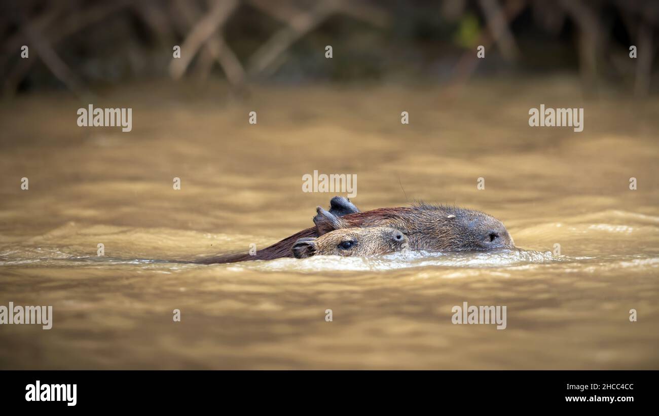 Beaver and the little cub try to cross the muddy river by swimming in ...