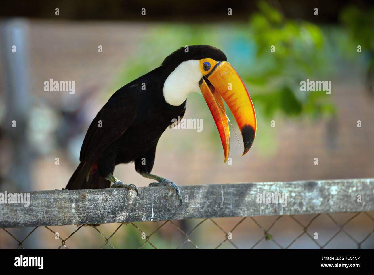 Shallow focus of aToco Toucan, Ramphastos toco bird standing on a metal ...