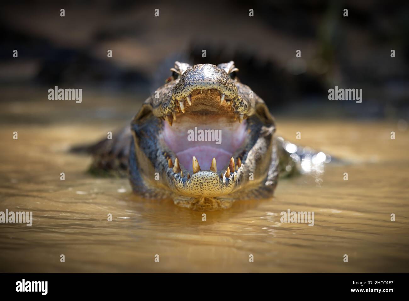 Fauna pantanal hi-res stock photography and images - Alamy