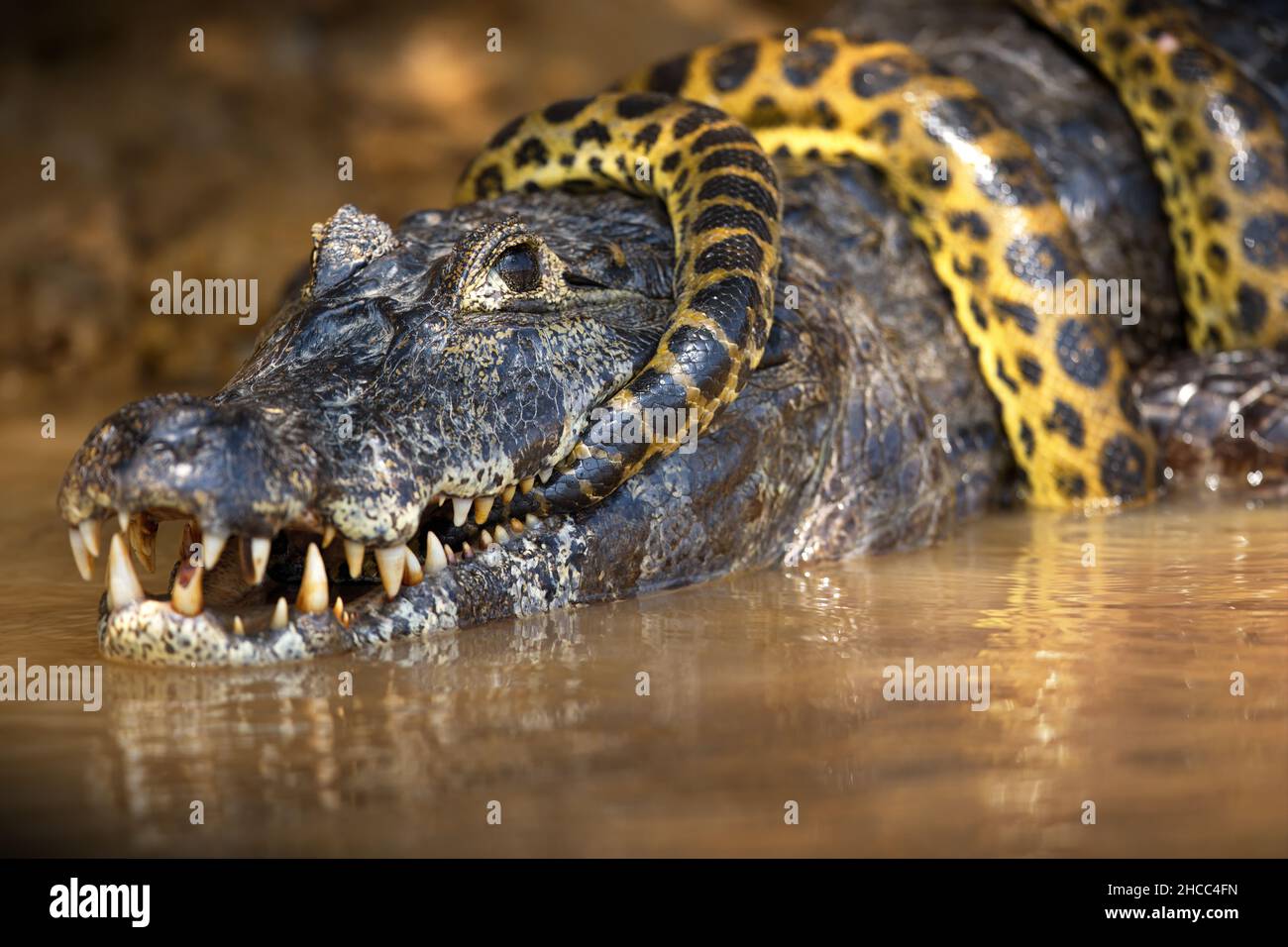 Closeup of ananaconda snake wrapped around an alligator in a pond in ...
