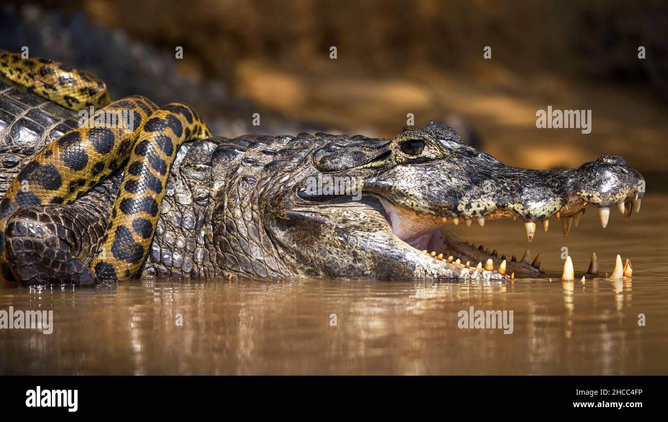 Snake on an alligator in water in Pantanal, Brasil Stock Photo - Alamy