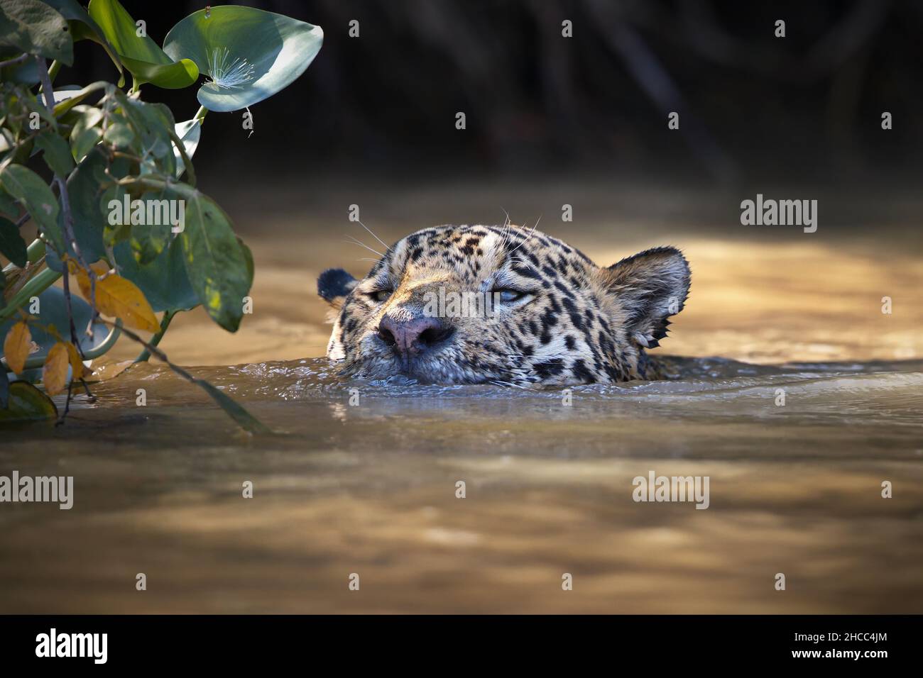 Leopard swimming in water in Pantanal, Brasil Stock Photo - Alamy