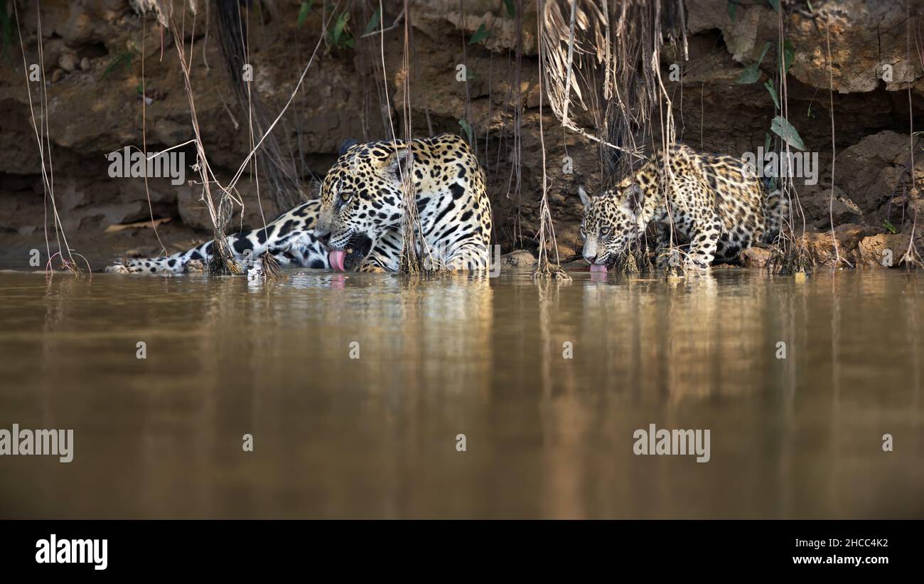 Pair of leopards drinks water from the river in Pantanal, Brasil Stock ...