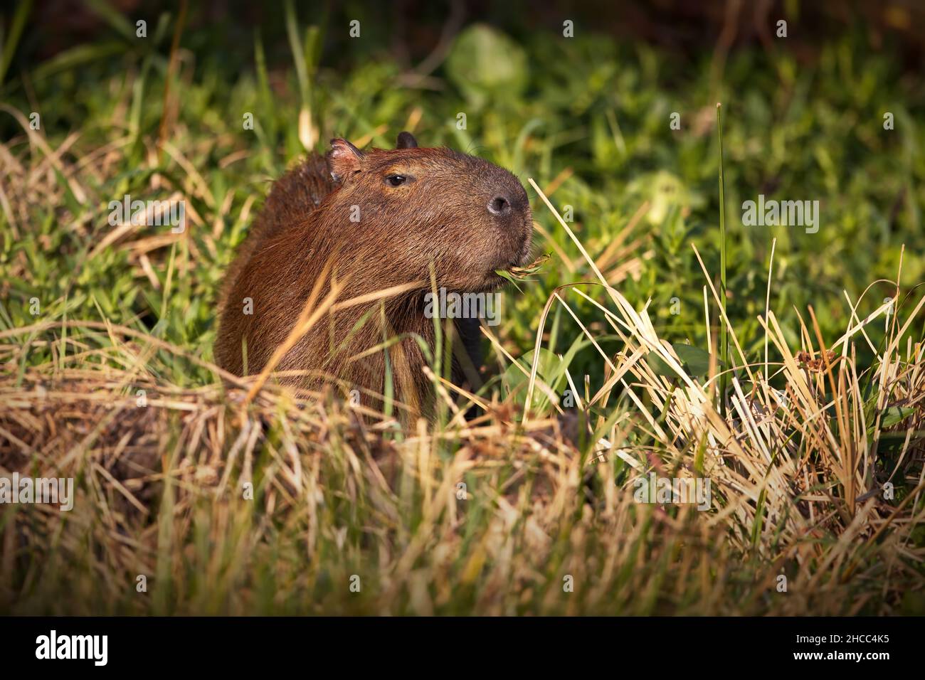Selective focus shot of a capybara in plants in Pantanal, Brasil Stock ...