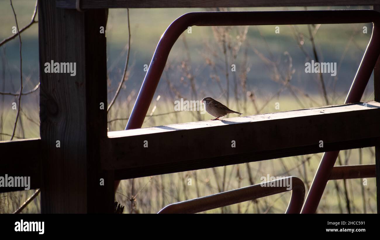 Sparrow resting inthe barn during fall Stock Photo - Alamy