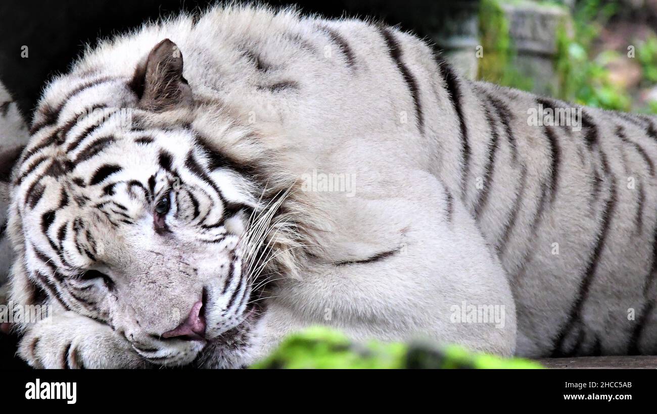 Tiger white background hi-res stock photography and images - Alamy