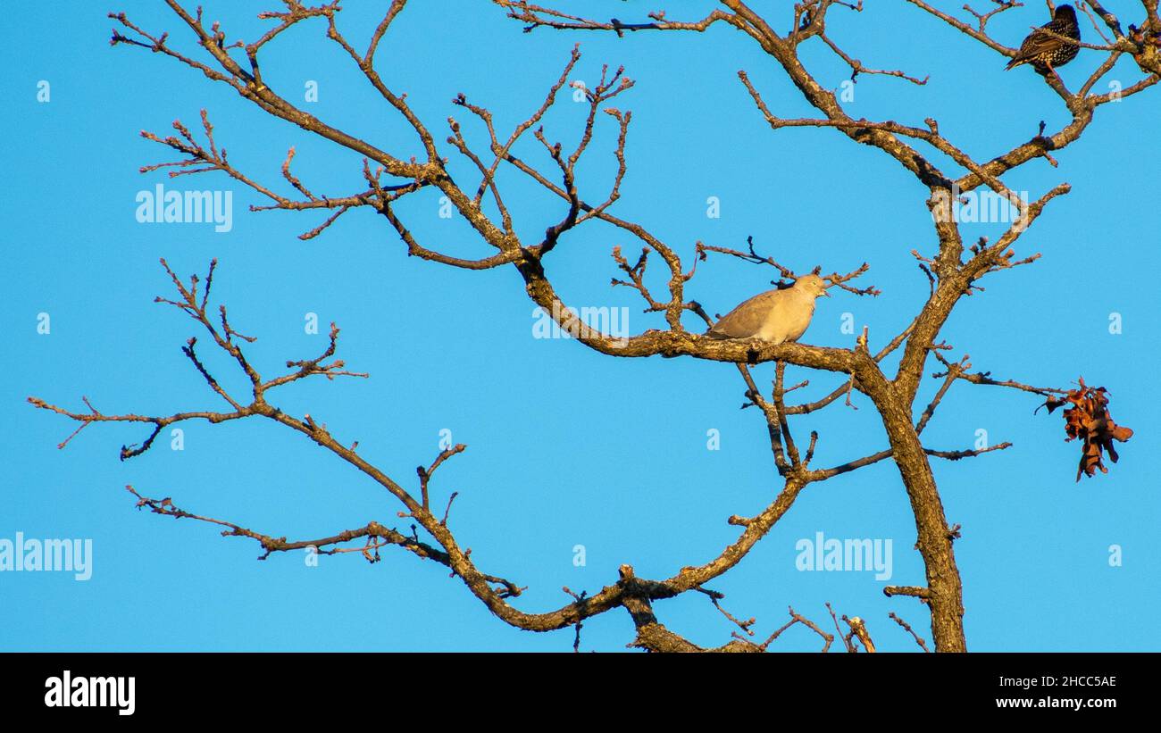 Beautiful fall day dove hi-res stock photography and images - Alamy