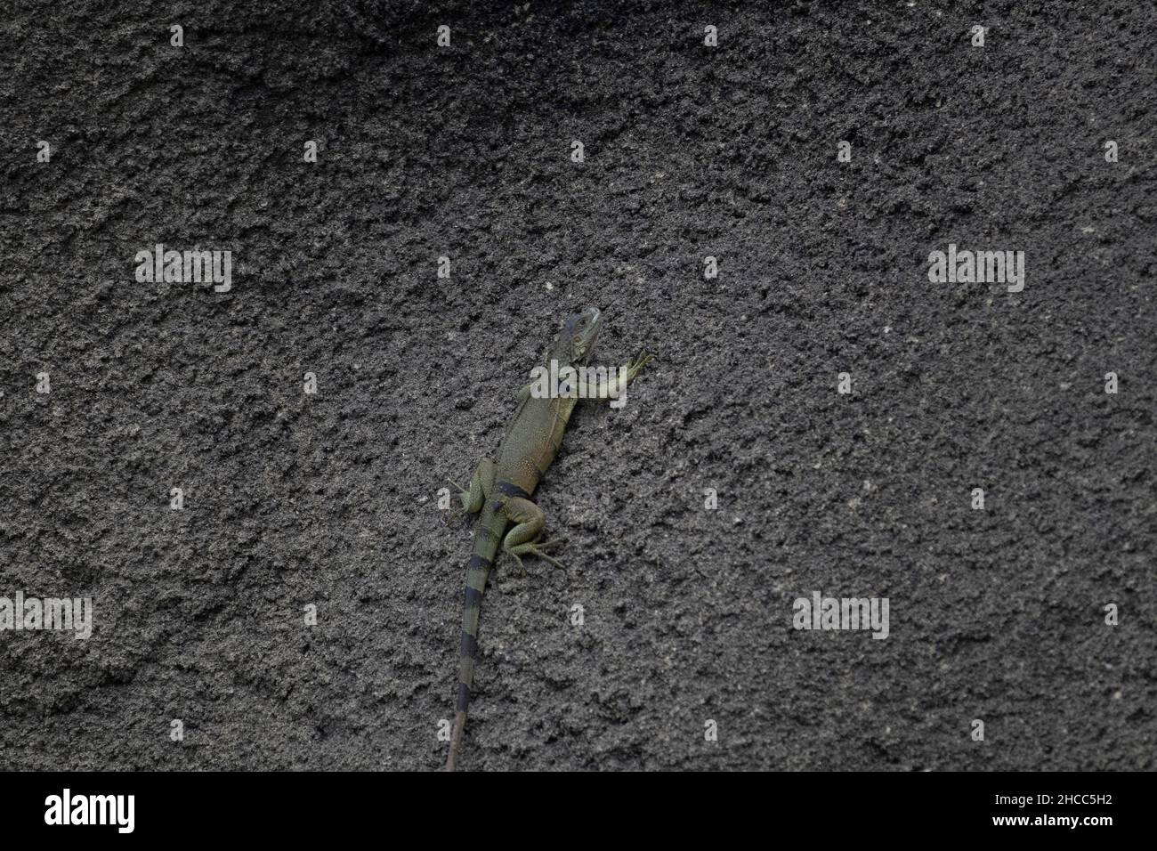 Semiaquatic tetrapod hi-res stock photography and images - Alamy